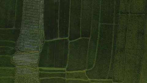 Top view, texture of rice fields, backgr... | Stock Video | Pond5