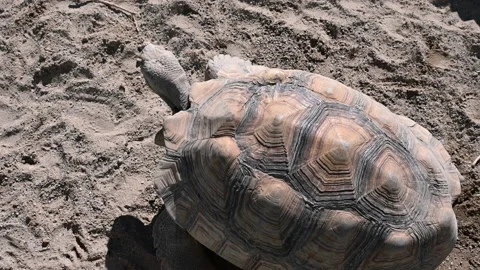 top view of tortoise walking on sand, zo... | Stock Video | Pond5