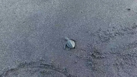 Top view of Turtle hatchling release on ... | Stock Video | Pond5