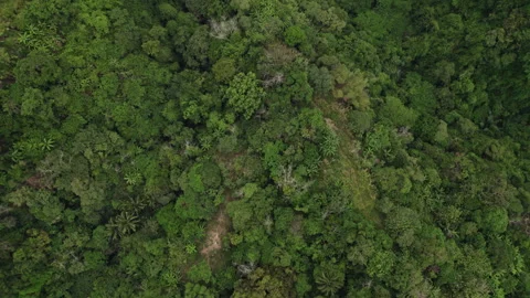 Top View Of A Vast Jungle Scenery | Stock Video | Pond5