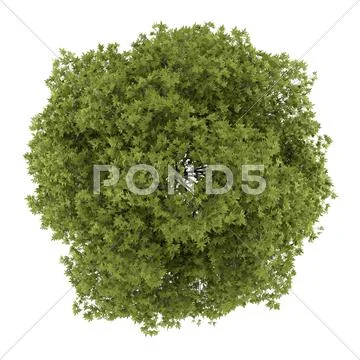 Top view of white ash tree isolated on white background Illustration ...