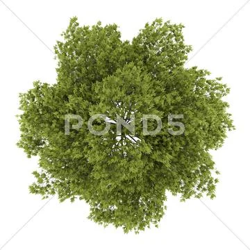 Top view of white ash tree isolated on white background: Royalty Free ...