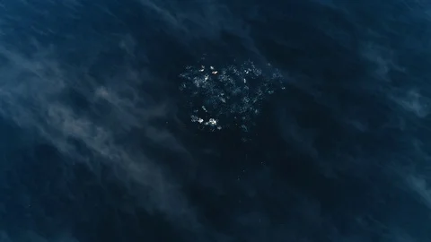 Top view of white ducks are floating und... | Stock Video | Pond5