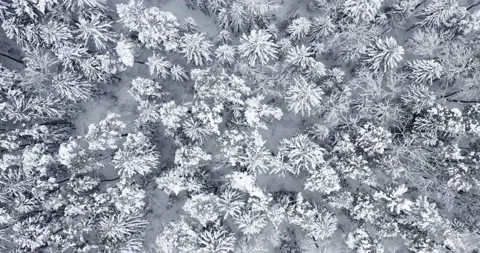 Top view of winter forest, snow covered ... | Stock Video | Pond5