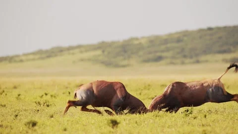 Animals Fighting Stock Video Footage | Royalty Free Animals Fighting ...