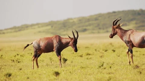 Animals Fighting Stock Video Footage | Royalty Free Animals Fighting ...