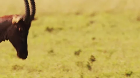 Animals Fighting Stock Videos – Royalty-Free HD & 4K Videos | Page 2