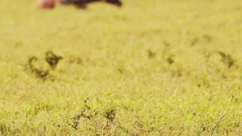 Animals Fighting Stock Video Footage | Royalty Free Animals Fighting ...