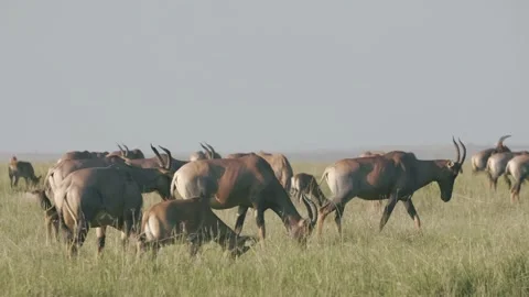 Topi herd migrate across the great rift ... | Stock Video | Pond5