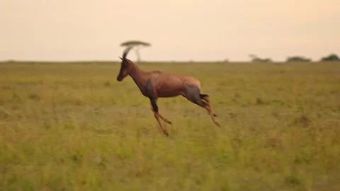 Animals Running Away Stock Footage ~ Royalty Free Stock Videos | Pond5