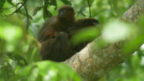 Titi Stock Footage ~ Royalty Free Stock Videos | Pond5