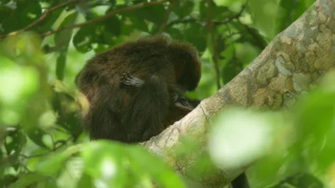 Titi Stock Footage ~ Royalty Free Stock Videos | Pond5