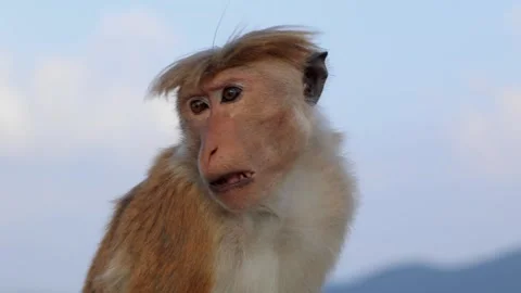 Toque Macaque monkeys at the ancient for... | Stock Video | Pond5