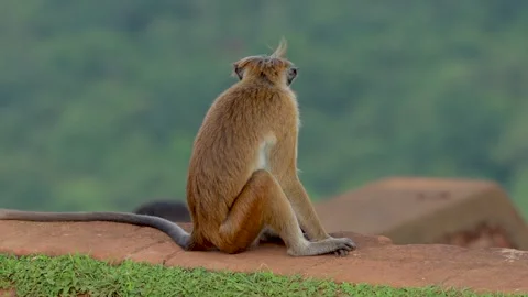 Toque Macaque monkeys at the ancient for... | Stock Video | Pond5