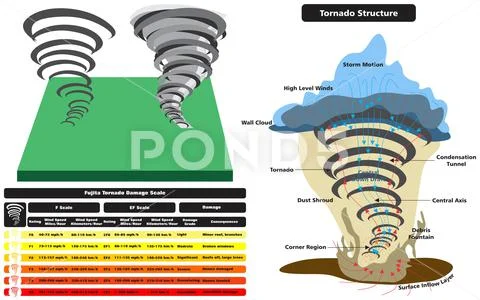 Tornado vector drawing scale and structure infographic diagram ~ Clip ...