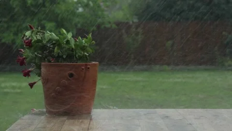 Rain Flower Stock Video Footage | Royalty Free Rain Flower Videos | Pond5