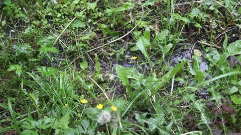 Torrents From Rain Stock Video Footage | Royalty Free Torrents From ...