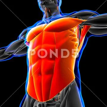 Torso Muscle Anatomy For Medical Concept 3D Illustration: Royalty Free ...