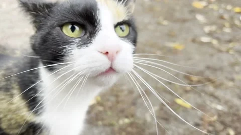 Tortie Tortoiseshell Cat Sniffing The Ca... | Stock Video | Pond5