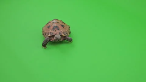 Tortoise on Green Screen Chroma Key Pt4 ... | Stock Video | Pond5