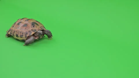 Tortoise on Green Screen Chroma Key Pt8 ... | Stock Video | Pond5