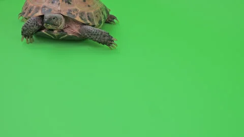 Tortoise on Green Screen Chroma Key Pt11... | Stock Video | Pond5