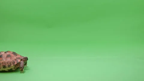 Tortoise Medium Shot on Green Screen Chr... | Stock Video | Pond5