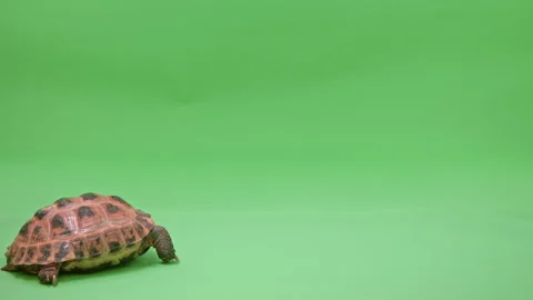 Turtle Green Screen Stock Video Footage | Royalty Free Turtle Green ...