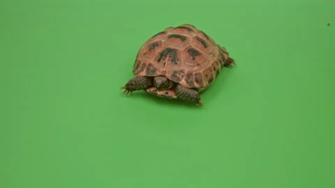 Tortoise Medium Shot on Green Screen Chr... | Stock Video | Pond5