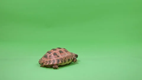 Tortoise Medium Shot on Green Screen Chr... | Stock Video | Pond5
