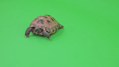 Tortoise Medium Shot on Green Screen Chr... | Stock Video | Pond5