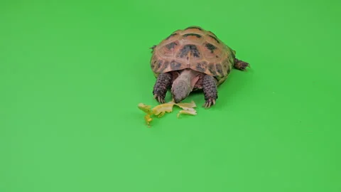 Tortoise Medium Shot on Green Screen Chr... | Stock Video | Pond5