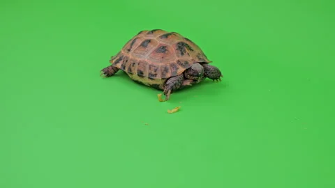 Tortoise Medium Shot on Green Screen Chr... | Stock Video | Pond5