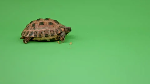 Tortoise Medium Shot on Green Screen Chr... | Stock Video | Pond5