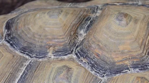 tortoise shell extreme close up panning ... | Stock Video | Pond5