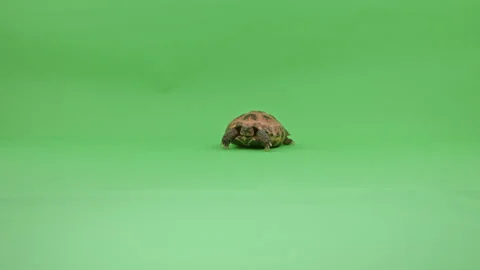 Turtle Green Screen Stock Video Footage | Royalty Free Turtle Green ...