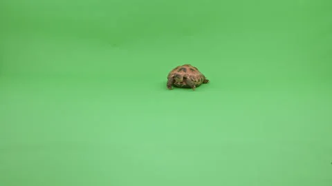 Tortoise Wide Shot on Green Screen Chrom... | Stock Video | Pond5