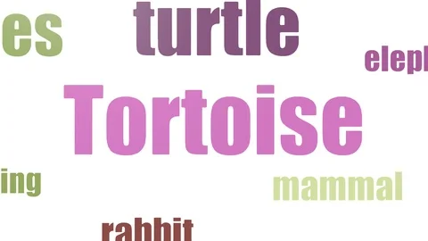Tortoise Isolated Stock Video Footage | Royalty Free Tortoise Isolated ...