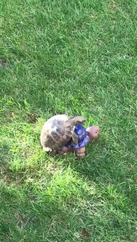 Tortoise Stock Video Footage | Royalty Free Tortoise Videos | Pond5