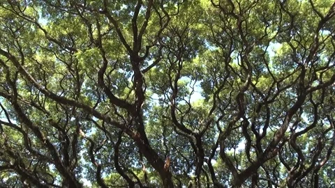 Totoro tree. | Stock Video | Pond5