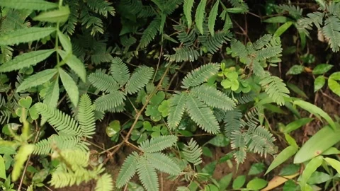 Touch me not, Mimosa pudica, leaves of a... | Stock Video | Pond5