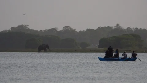 Tourists watching elephant from boat du... | Stock Video | Pond5