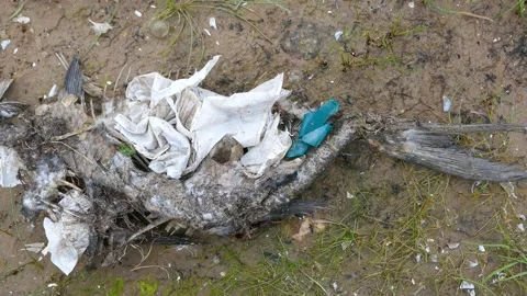 Toxic dead fish poisoned by plastic wast... | Stock Video | Pond5