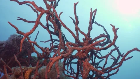 Toxic Finger-Sponge (Negombata magnifica... | Stock Video | Pond5