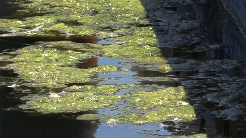 Toxic green algae in lake Ontario at Tor... | Stock Video | Pond5