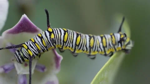 Toxic Plain Tiger Butterfly Larva Crawli... | Stock Video | Pond5