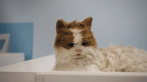 My Lovw Stock Videos – Royalty-Free HD & 4K Videos