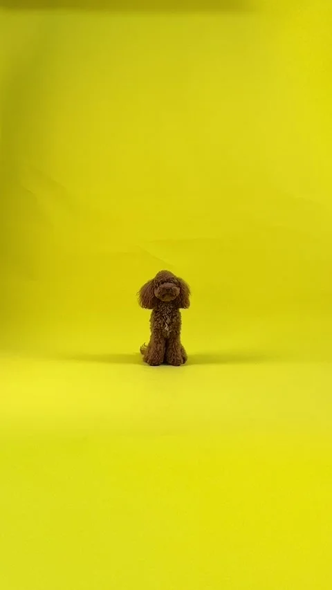 Toy poodle Mr. Barney performs tricks on... | Stock Video | Pond5