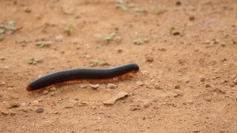 Pooping Close Up Stock Videos – Royalty-Free HD & 4K Videos