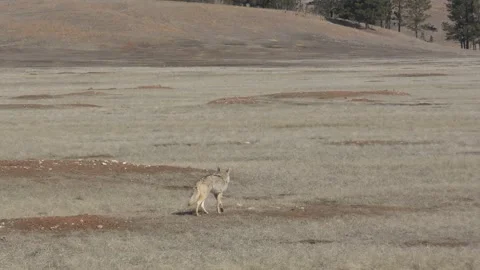 Wolfs Peeing Stock Videos – Royalty-Free HD & 4K Videos | Pond5